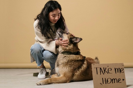 Paradigm Pet Professionals